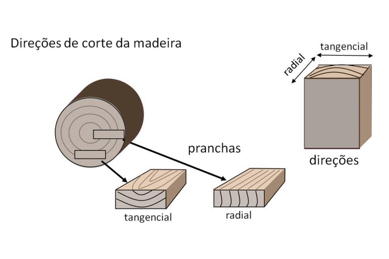 Características anatómicas da madeira: utilidade e aplicações Florestas